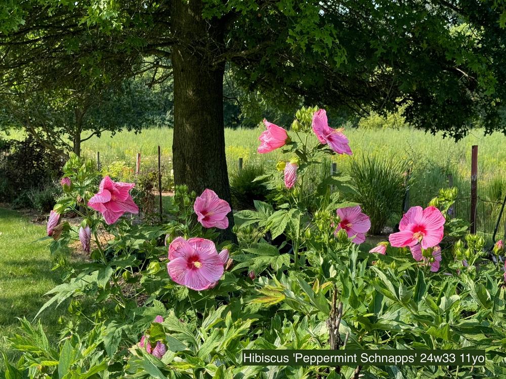Photo of the entire plant of Hybrid Hardy Hibiscus (Hibiscus Cordial ...