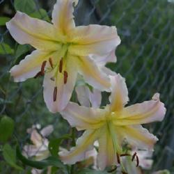 Lily (Lilium 'Elusive') in the Lilies Database - Garden.org