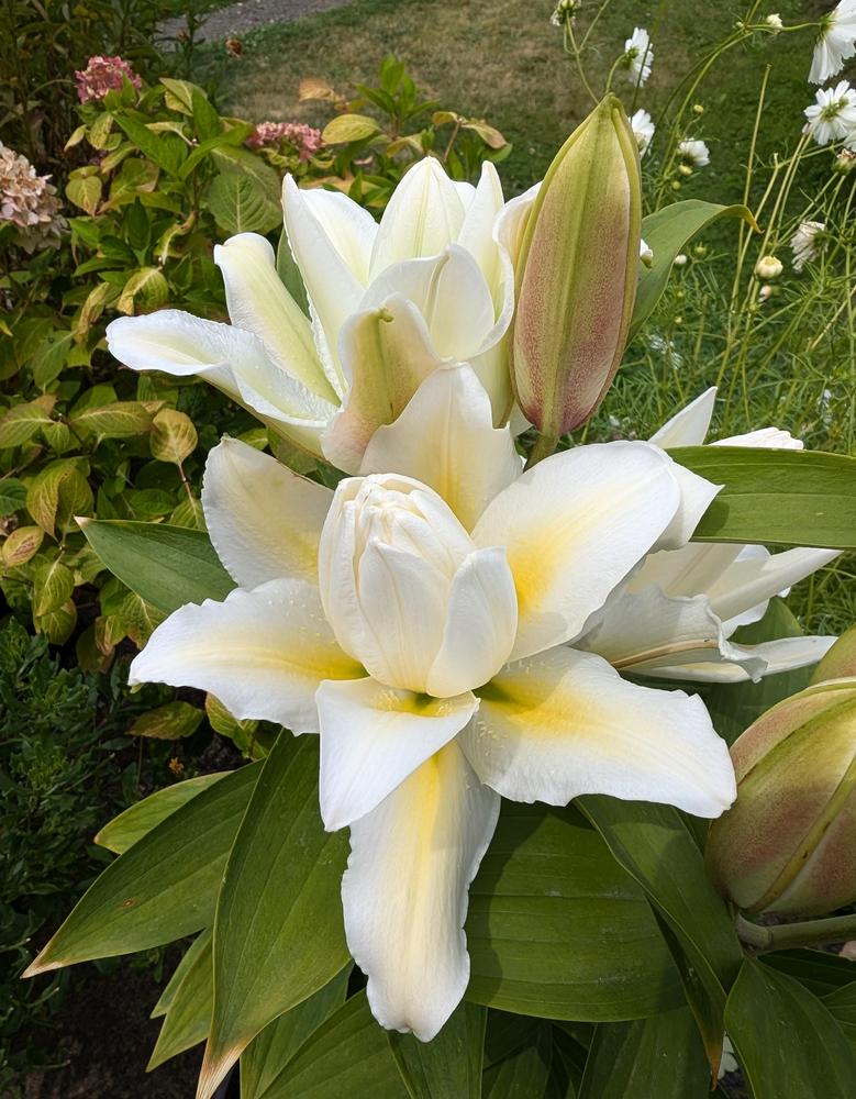 Photo of the bloom of Lily (Lilium Roselily Irvana) posted by Joy ...