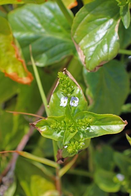Chain Speedwell (Veronica anagallis-aquatica) in the Veronicas Database ...