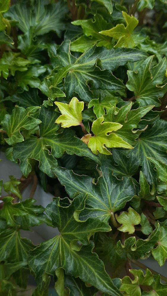 Photo of the leaves of English Ivy (Hedera helix 'Ivalace') posted by ...
