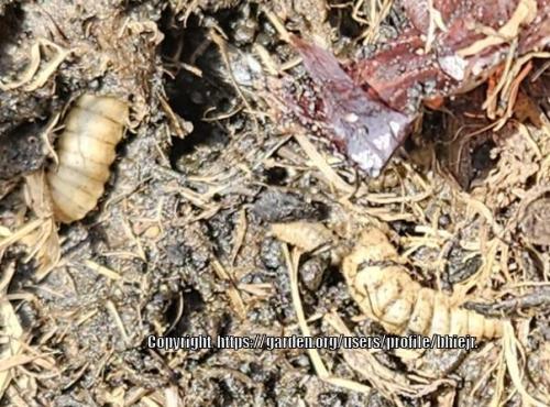 Good or Bad Grubs? in the Soil and Compost forum - Garden.org