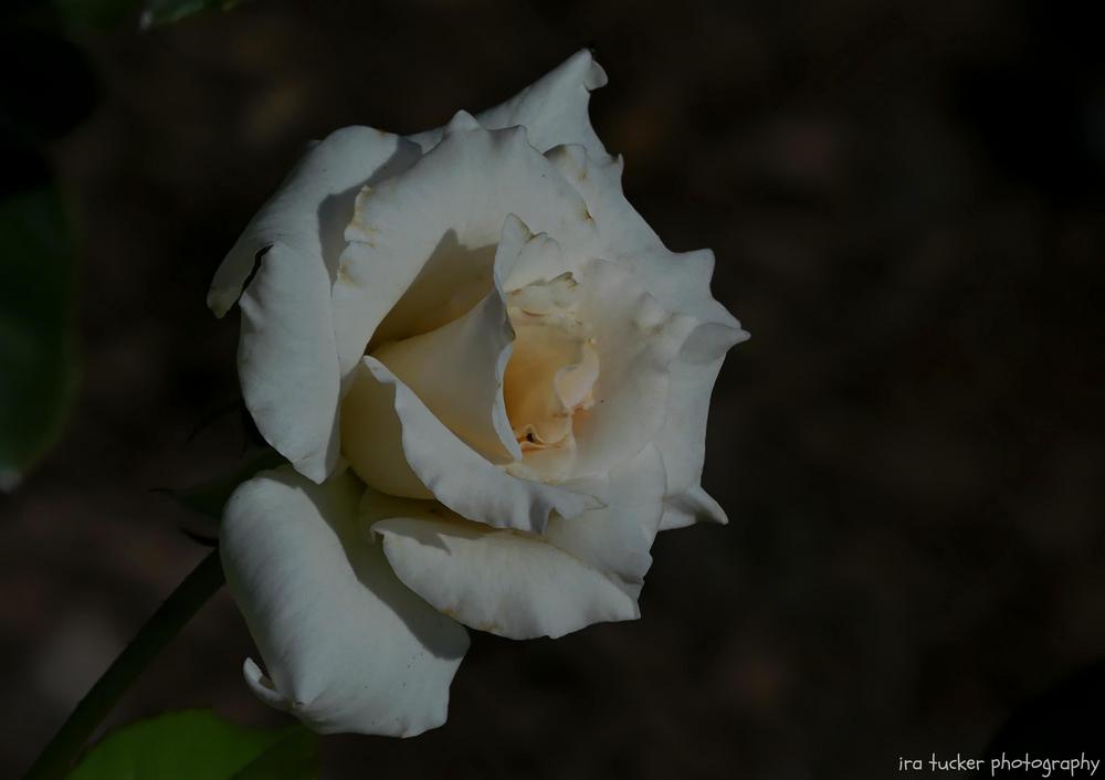 Photo of the bloom of Rose (Rosa 'Pascali') posted by drirastucker ...