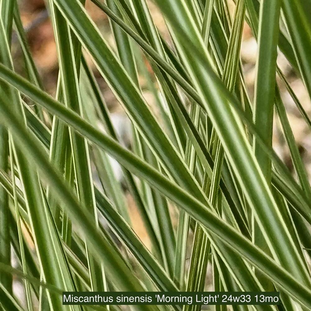 Photo of the leaves of Maiden Grass (Miscanthus sinensis 'Morning Light ...
