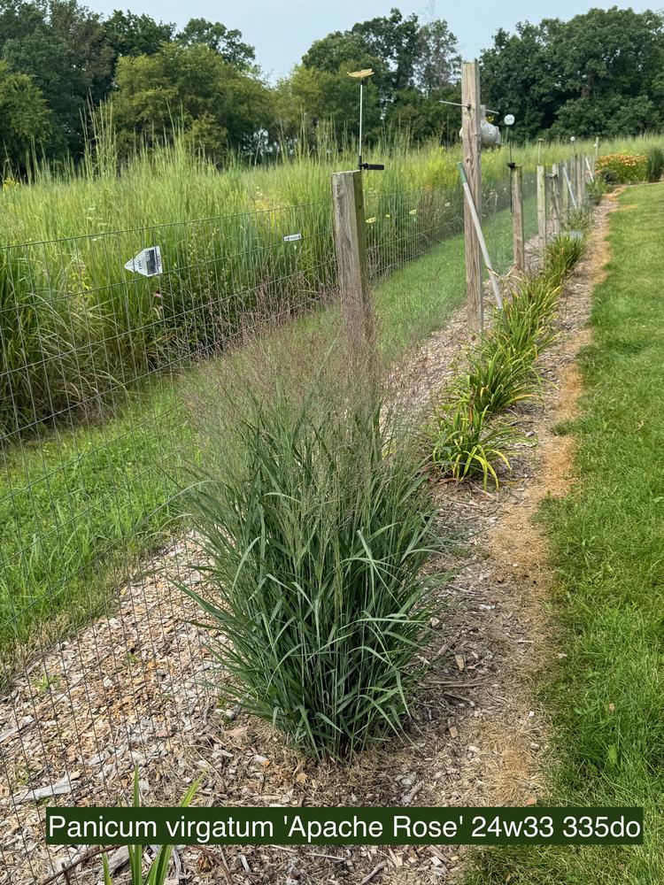 Photo of the seedling or young plant of Switchgrass (Panicum virgatum ...