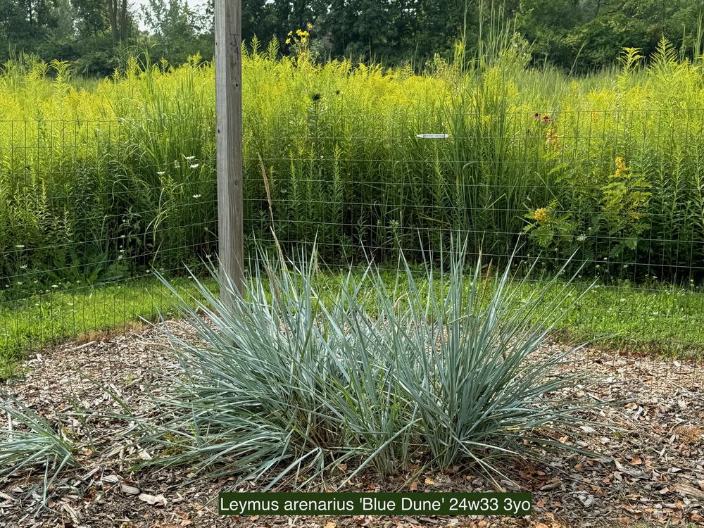 Photo of the entire plant of Blue Lyme Grass (Leymus arenarius 'Blue ...