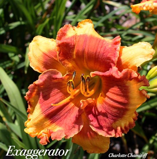 Photo of the bloom of Daylily (Hemerocallis 'Exaggerator') posted by ...