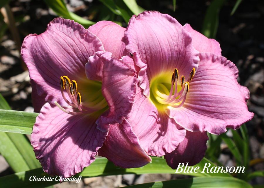 Photo of the bloom of Daylily (Hemerocallis 'Blue Ransom') posted by ...