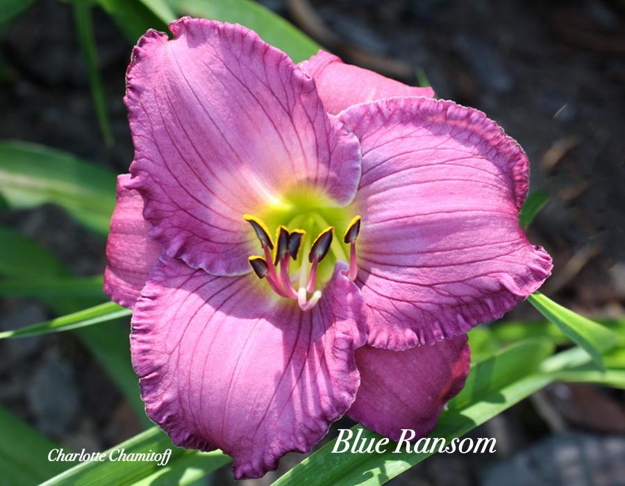 Photo of the bloom of Daylily (Hemerocallis 'Blue Ransom') posted by ...