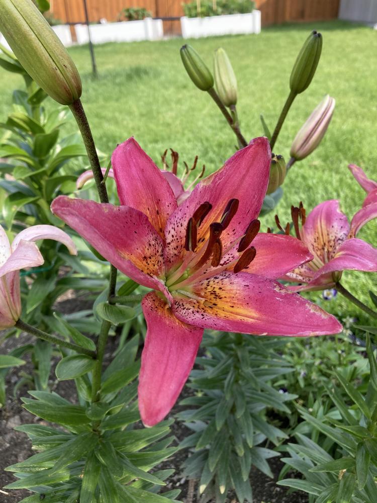 Lily (Lilium 'Fancy Dance') in the Lilies Database - Garden.org
