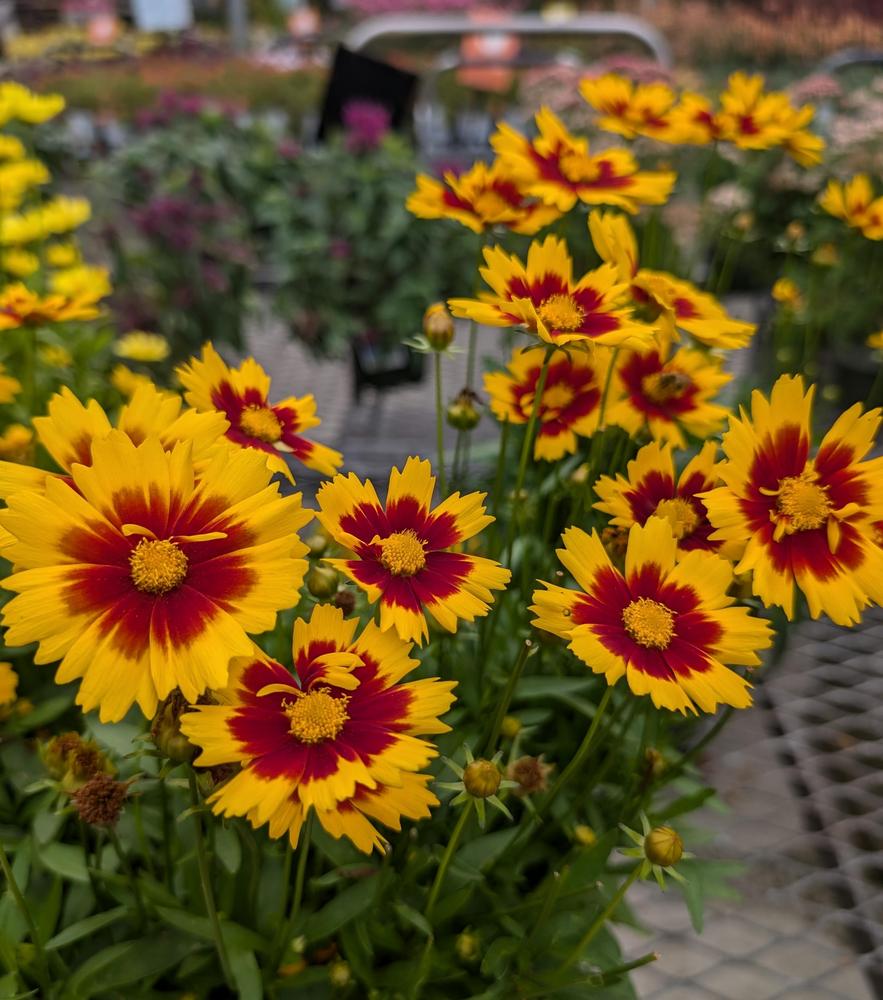 Photo of the bloom of Tickseed (Coreopsis UpTick™ Gold & Bronze) posted ...