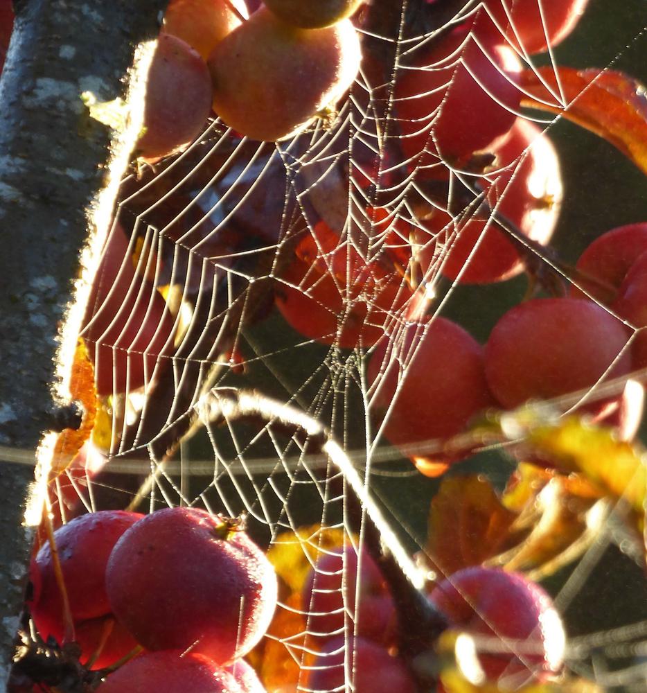 Photo of the fruit of Crabapple (Malus 'Wright's Scarlet') posted by ...