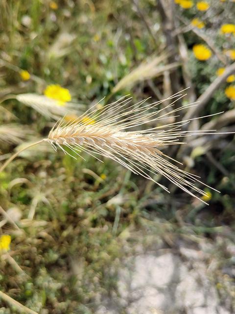 Photo of the bloom of Mouse Barley (Hordeum murinum) posted by ...