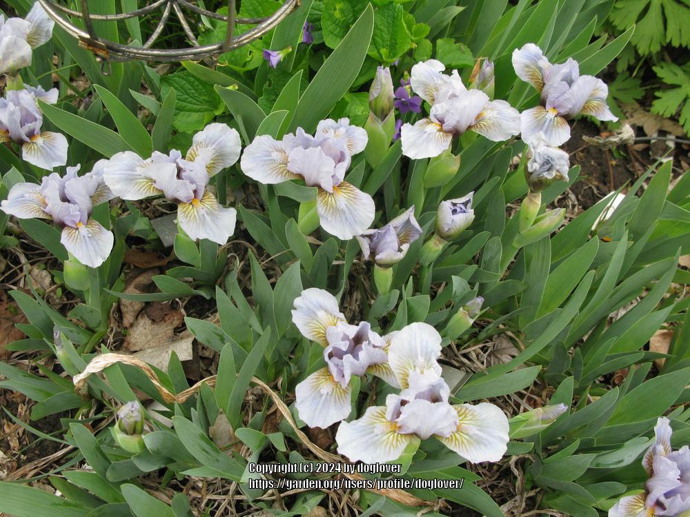 Photo of the bloom of Standard Dwarf Bearded Iris (Iris 'Dewy Fresh') posted by doglover ...