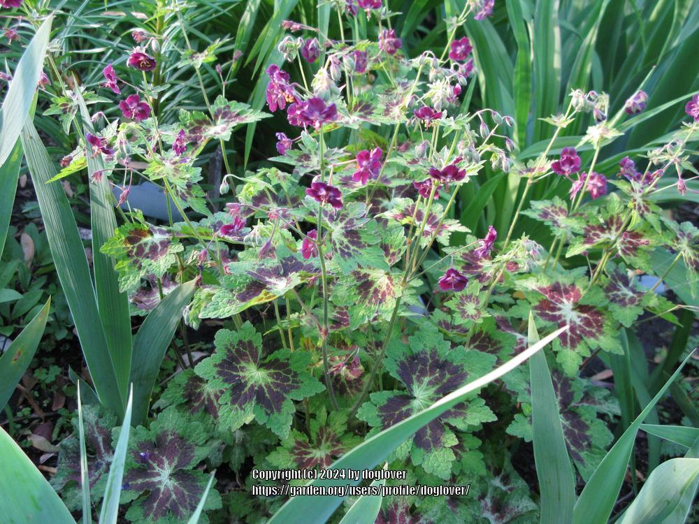 Photo of the bloom of Dusky Cranesbill (Geranium phaeum 'Samobor ...