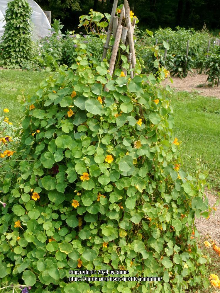 Photo of the entire plant of Nasturtium (Tropaeolum minus 'Elf's Cap ...