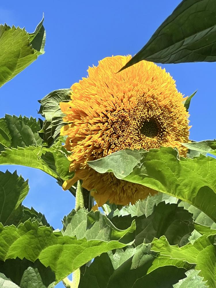 Mongolian sunflower cross teddy bear sunflower in the All Things ...