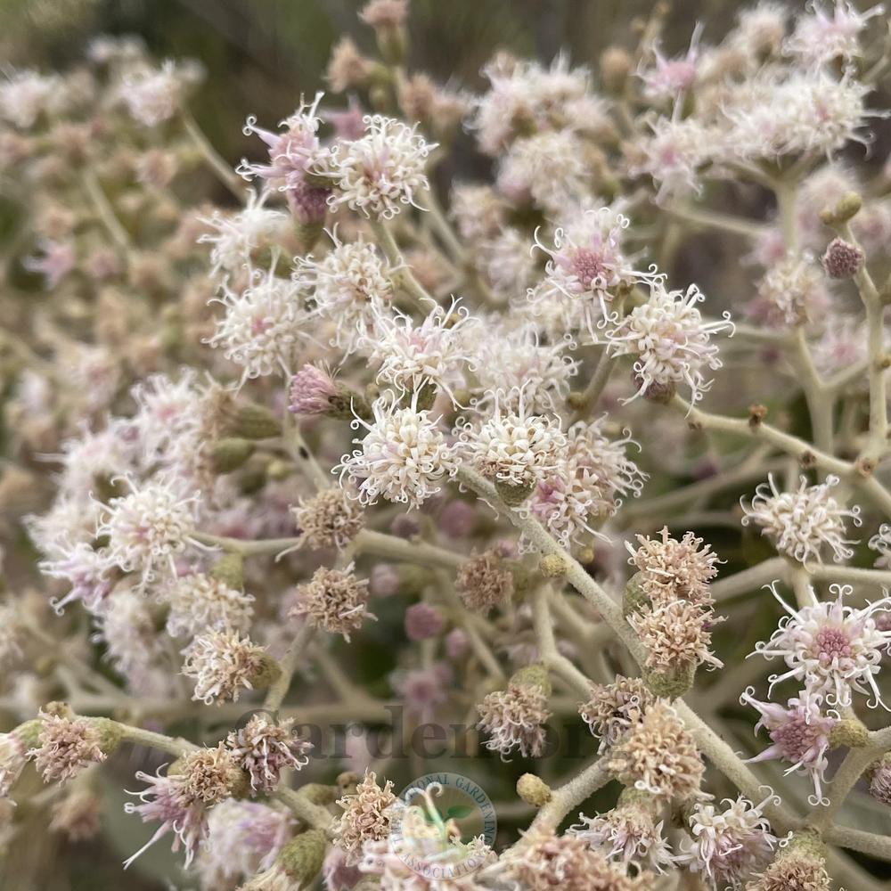 Photo of the bloom of Assa-Peixe (Vernonanthura polyanthes) posted by ...