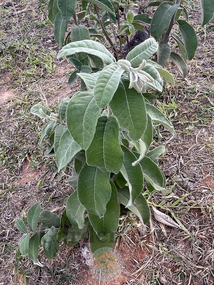 Photo of the leaves of Assa-Peixe (Vernonanthura polyanthes) posted by ...
