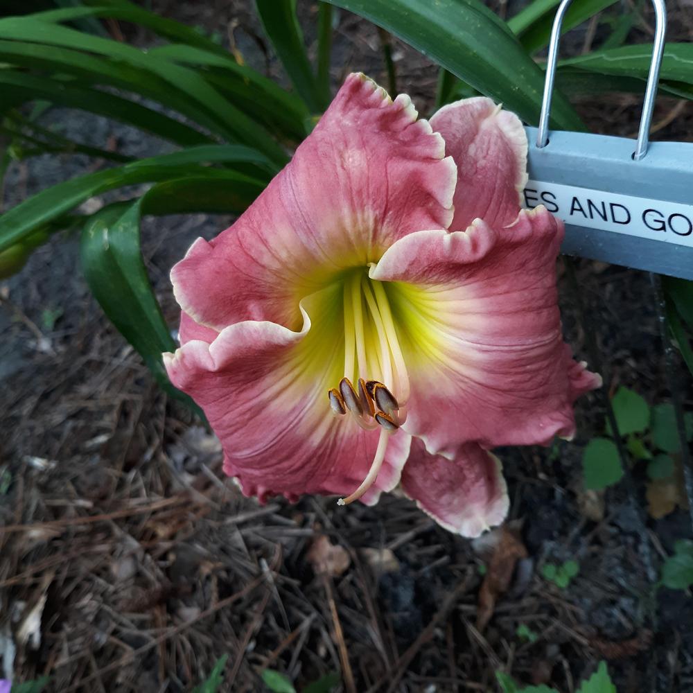 Daylily of the Day: Roses and Gold in the Plants of the Day forum ...