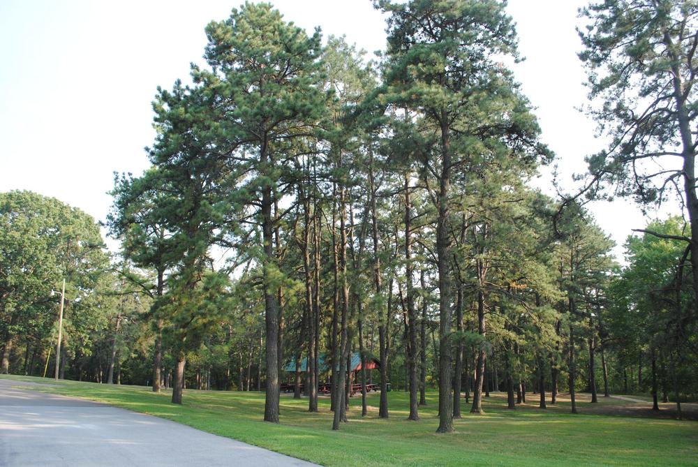 Photo of the entire plant of Northern Pitch Pine (Pinus rigida) posted ...