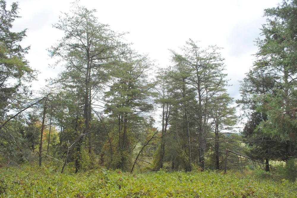 Photo of the habitat view of Scrub Pine (Pinus virginiana) posted by ...