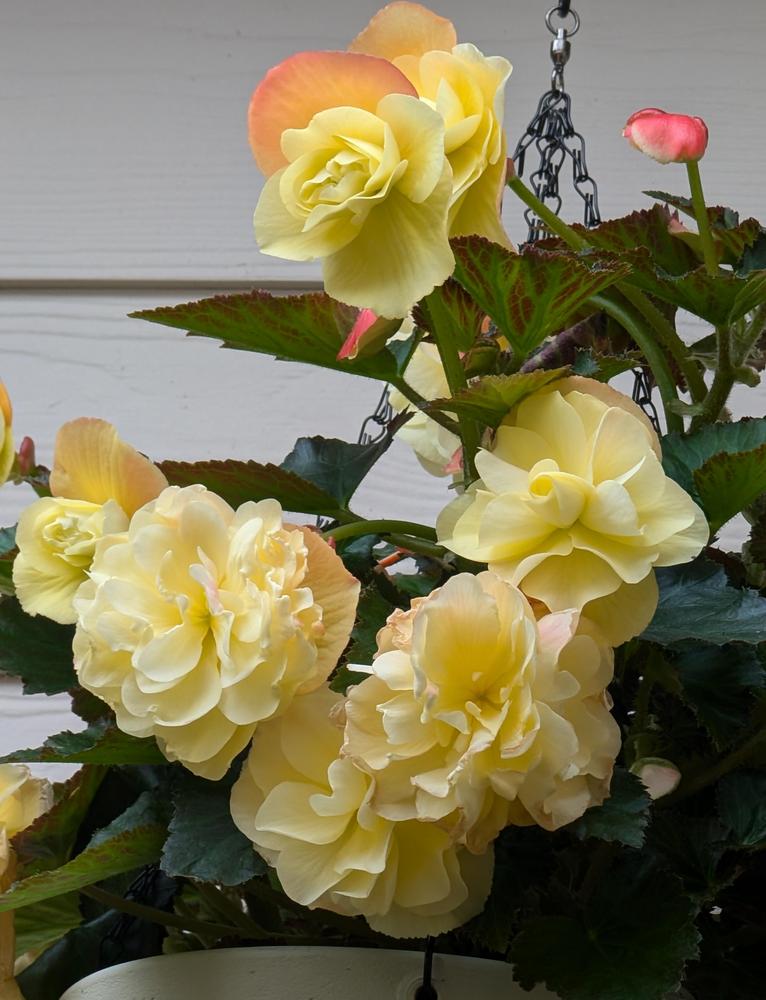 Photo of the bloom of Tuberous Begonia (Begonia Fragrant Falls® Lemon ...