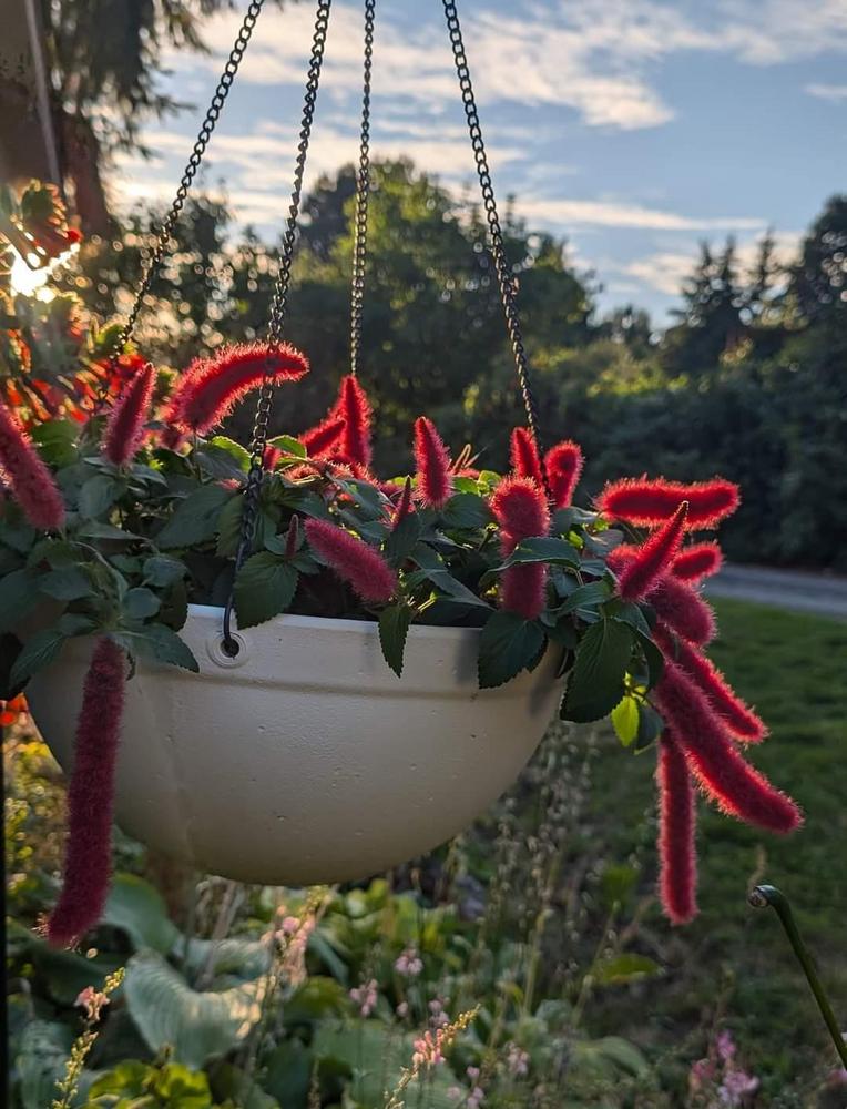 Photo of the entire plant of Chenille Plant (Acalypha pendula) posted ...