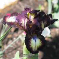 Photo of the bloom of Standard Dwarf Bearded Iris (Iris 'Buster') posted by doglover - Garden.org