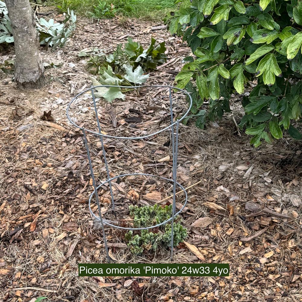 Photo of the seedling or young plant of Serbian Spruce (Picea omorika ...