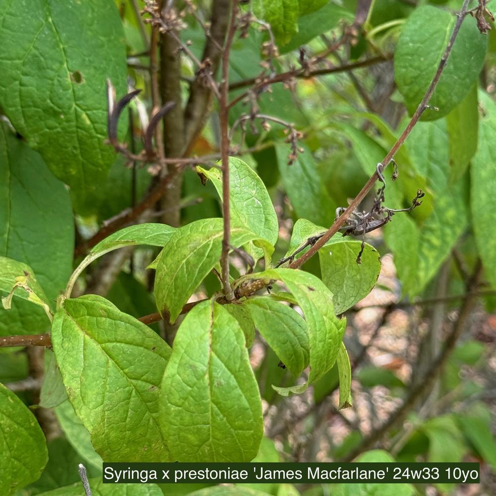 Photo of the leaves of Preston Lilac (Syringa x prestoniae 'James ...