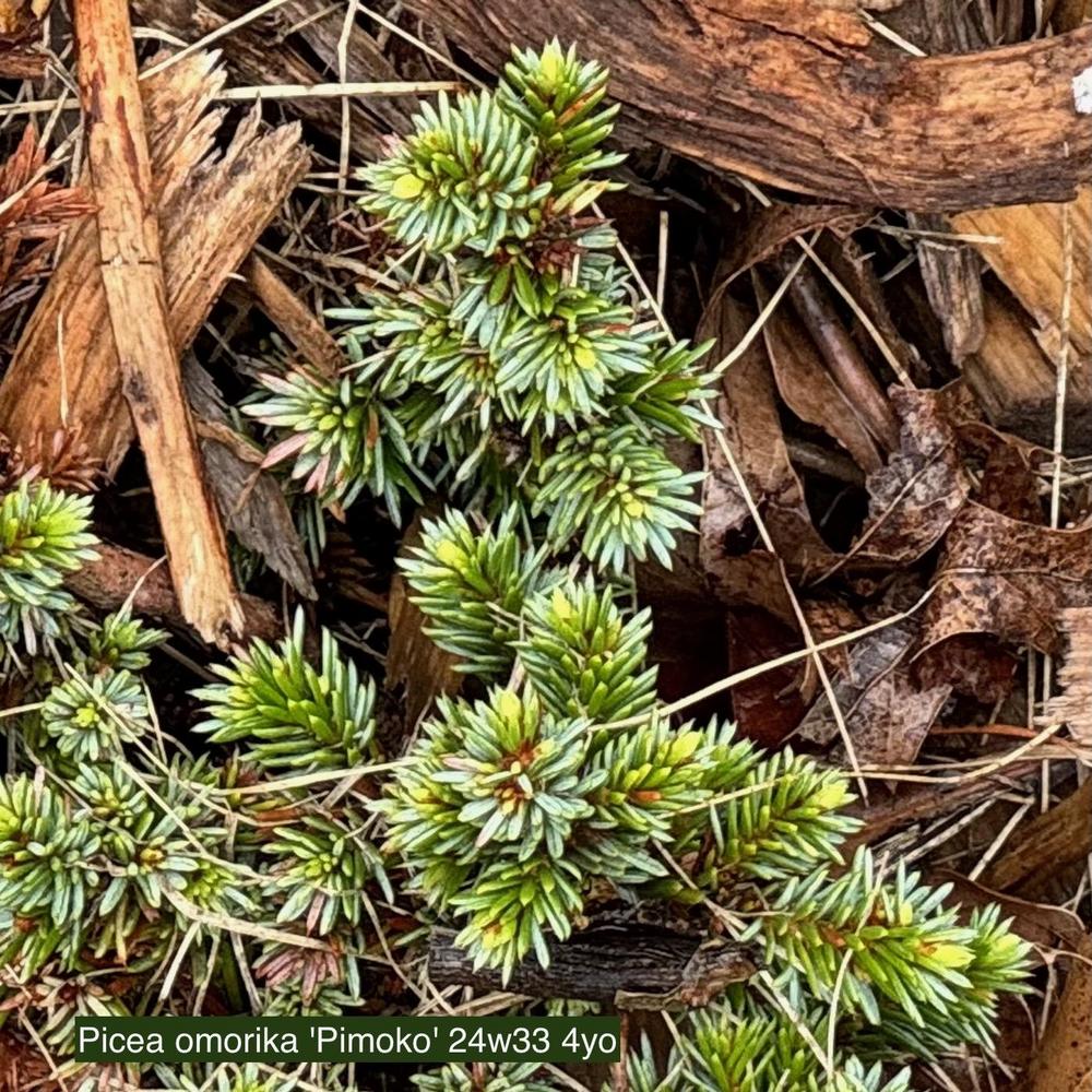 Photo of the leaves of Serbian Spruce (Picea omorika 'Pimoko') posted ...