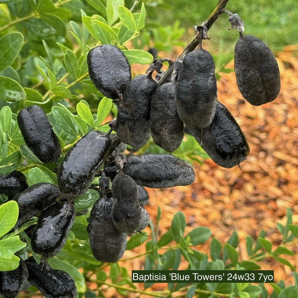 Photo of the seed pods or heads of Wild Indigo (Baptisia 'Blue Towers ...