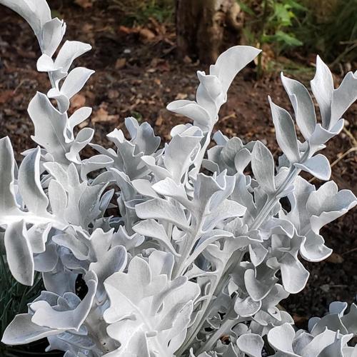 Snowflake Dusty Miller (Centaurea ragusina 'Silver Swirl') - Garden.org