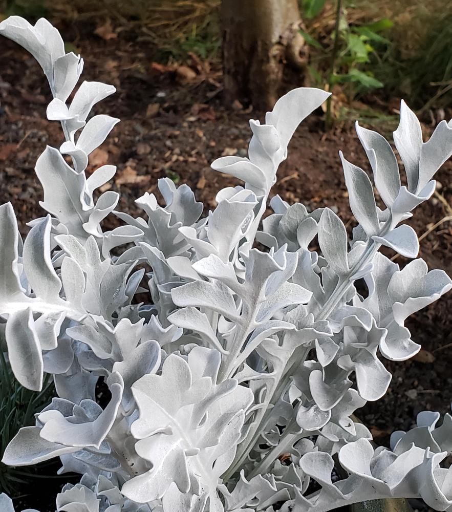Photo of the entire plant of Snowflake Dusty Miller (Centaurea ragusina ...