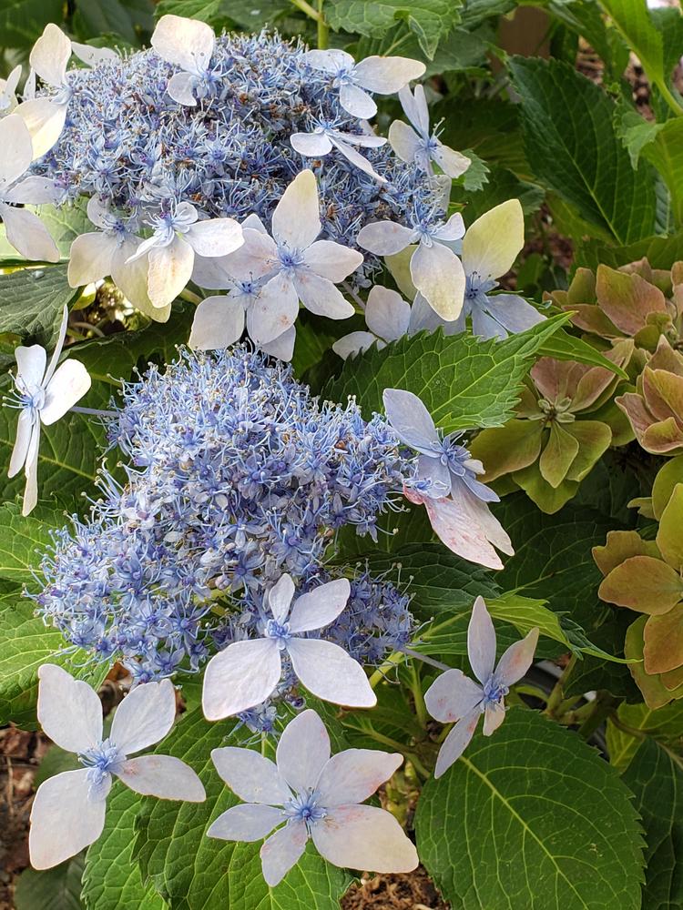 Photo of the bloom of Reblooming Mountain Hydrangea (Hydrangea serrata ...