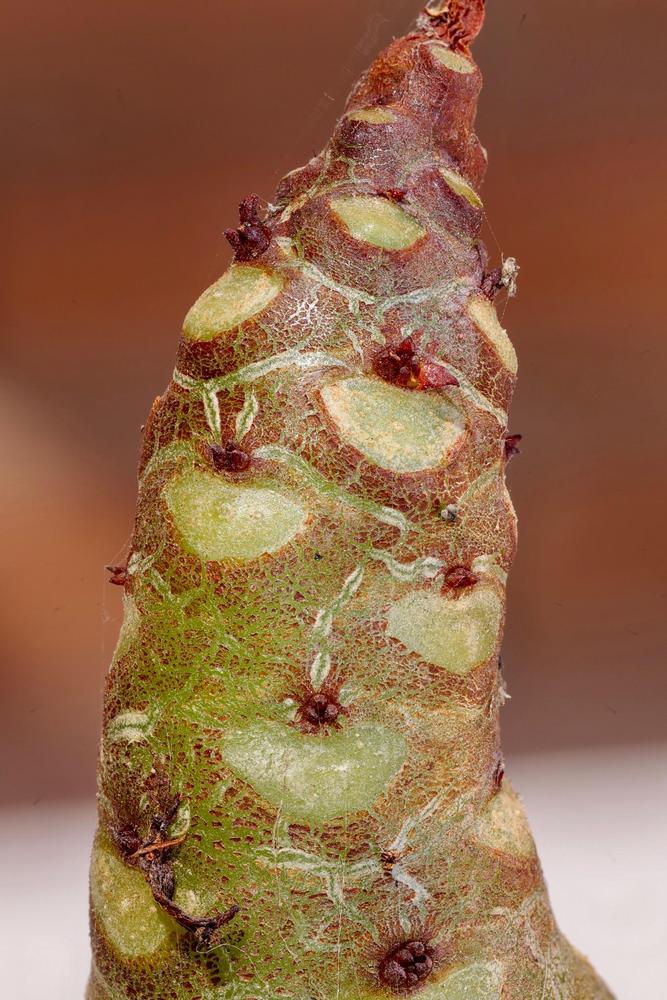 Photo of the stem, scape, stalk or bark of Butter Tree (Tylecodon ...