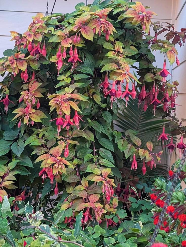 Photo of the entire plant of Autumn Fuchsia (Fuchsia austromontana ...
