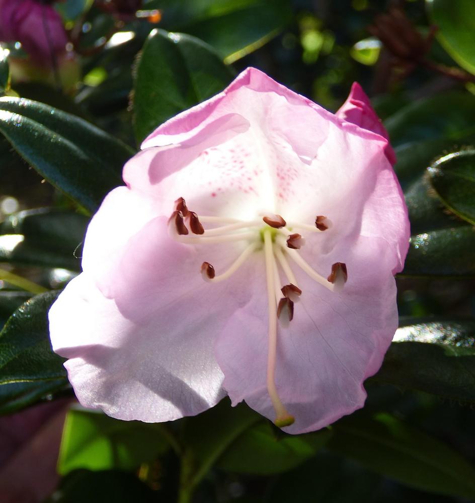 Rhododendron 'Cilpinense' in the Rhododendrons Database - Garden.org