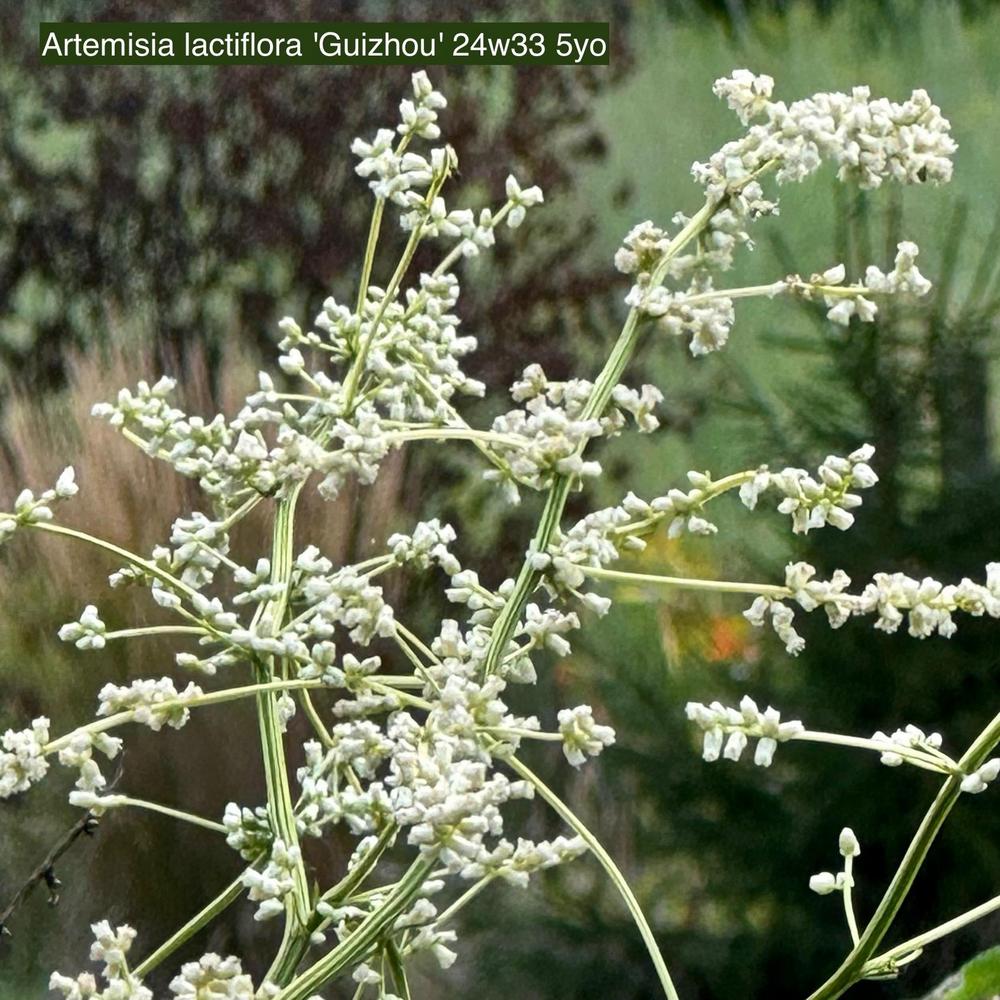 Photo of the bloom of White Mugwort (Artemisia lactiflora 'Guizhou ...
