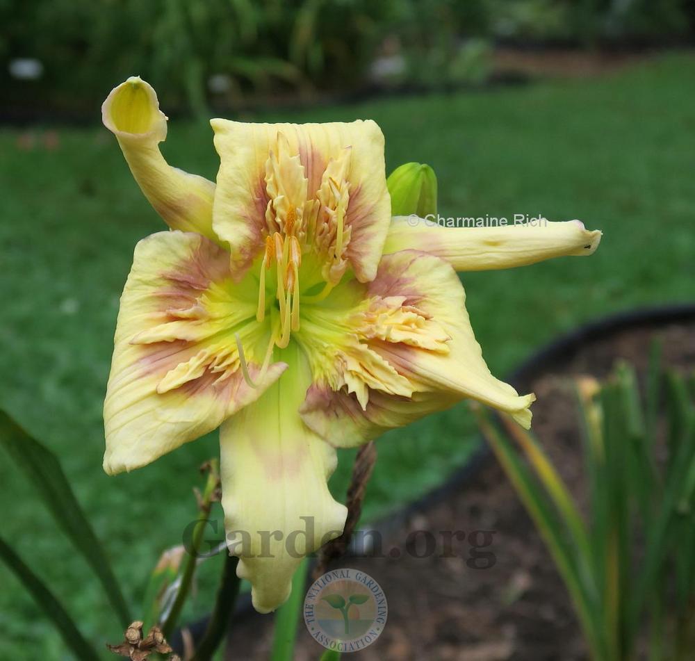Photo of the bloom of Daylily (Hemerocallis 'Sculpted Fancy Feathers') posted by Char - Garden.org