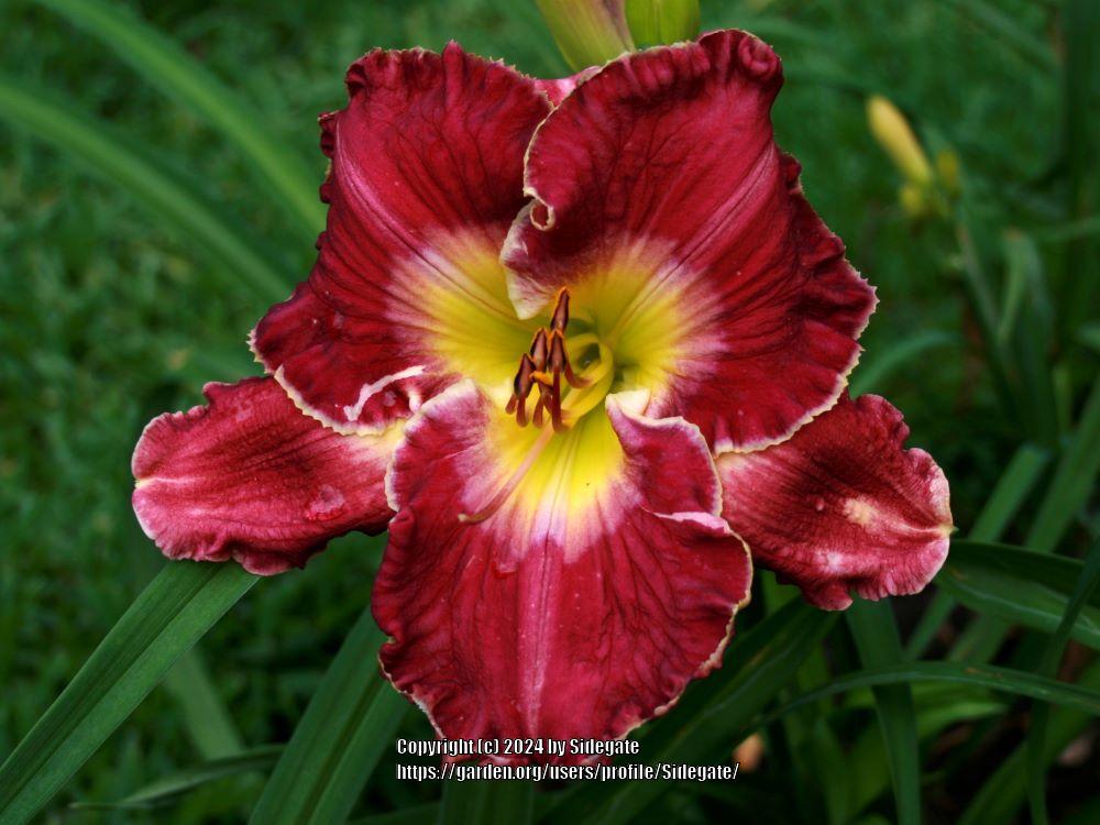 Daylily (Hemerocallis 'Yummy Poison') in the Daylilies Database ...