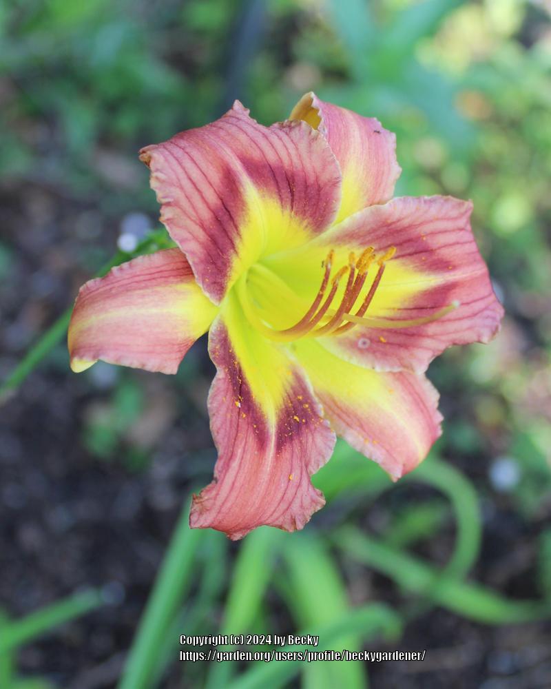 What makes a daylily a re-bloomer? in the Daylilies forum - Garden.org