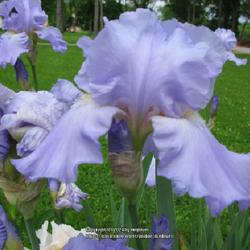 Tall Bearded Iris (Iris 'Mary Frances') in the Irises Database - Garden.org