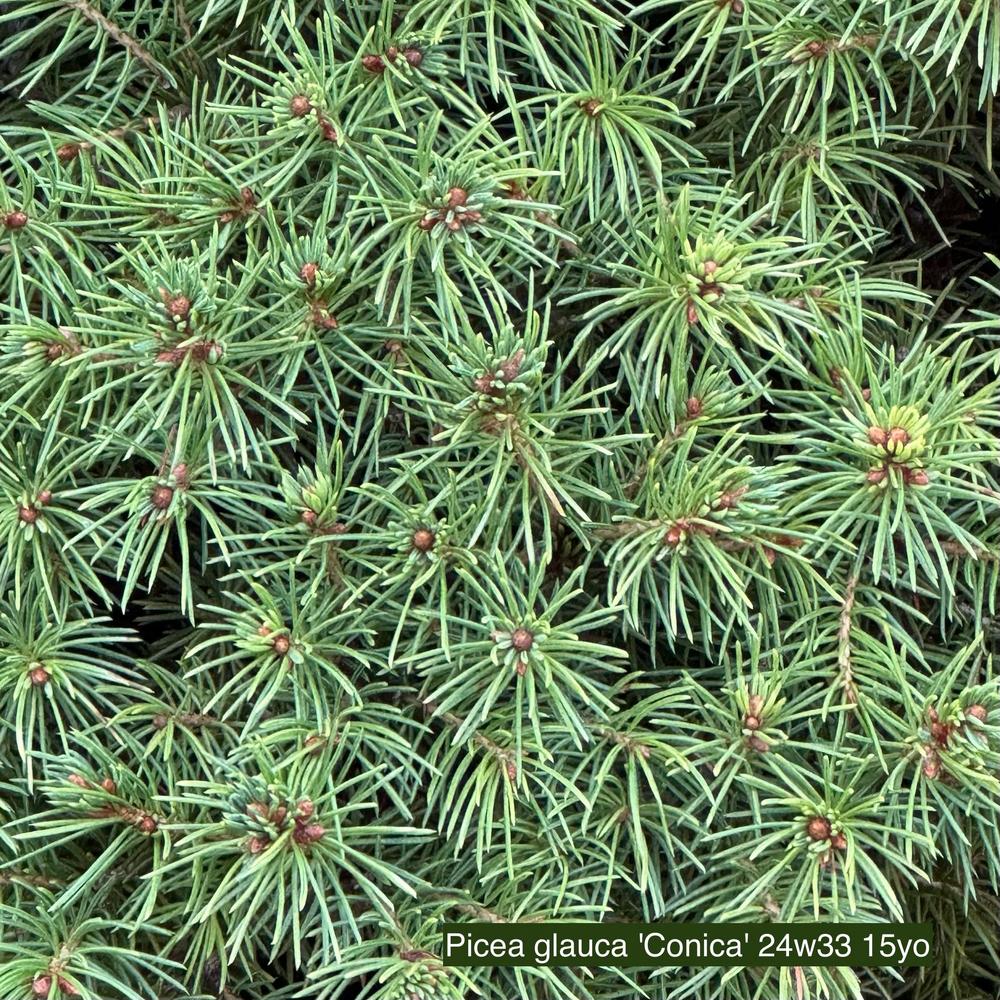 Photo of the leaves of Dwarf Alberta Spruce (Picea glauca var. albertiana 'Conica') posted by ...