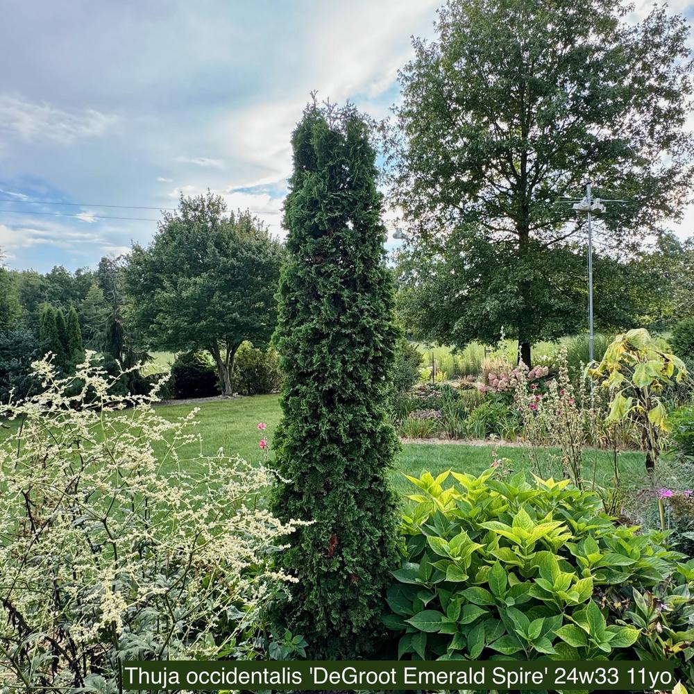 Photo of the entire plant of American Arborvitae (Thuja occidentalis ...