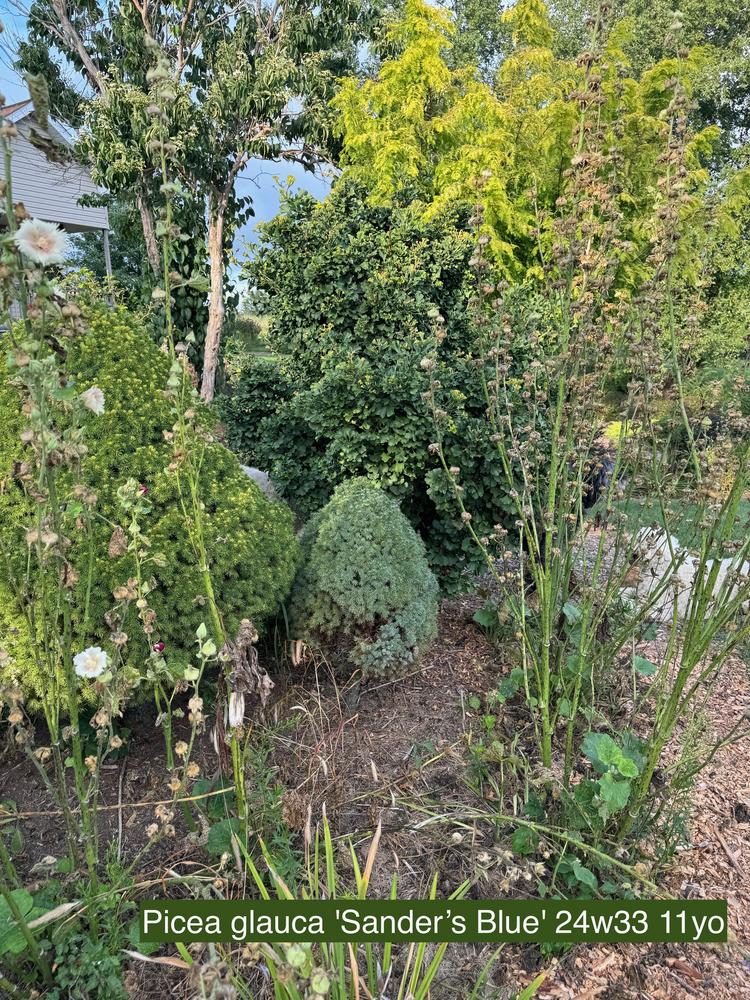 Alberta Spruce (Picea glauca var. albertiana 'Sanders Blue') in the ...