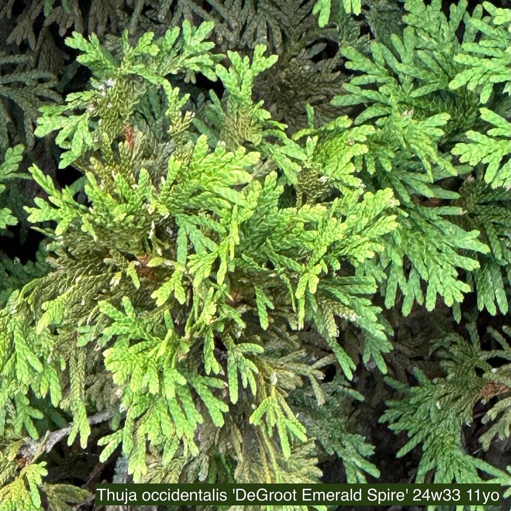 Photo of the leaves of American Arborvitae (Thuja occidentalis 'DeGroot ...