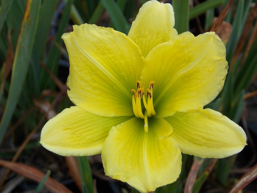 Daylily (Hemerocallis 'Flamboyant Show') in the Daylilies Database - Garden.org