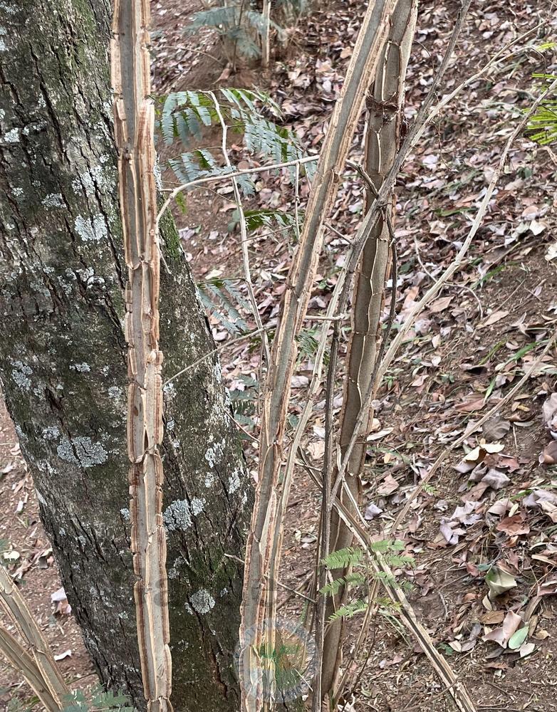 Photo of the stem, scape, stalk or bark of Pau-Jacare (Piptadenia ...